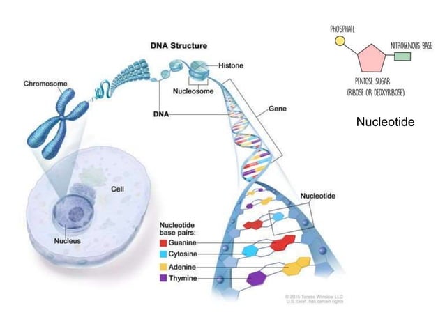 Genetic Disorders.ppt