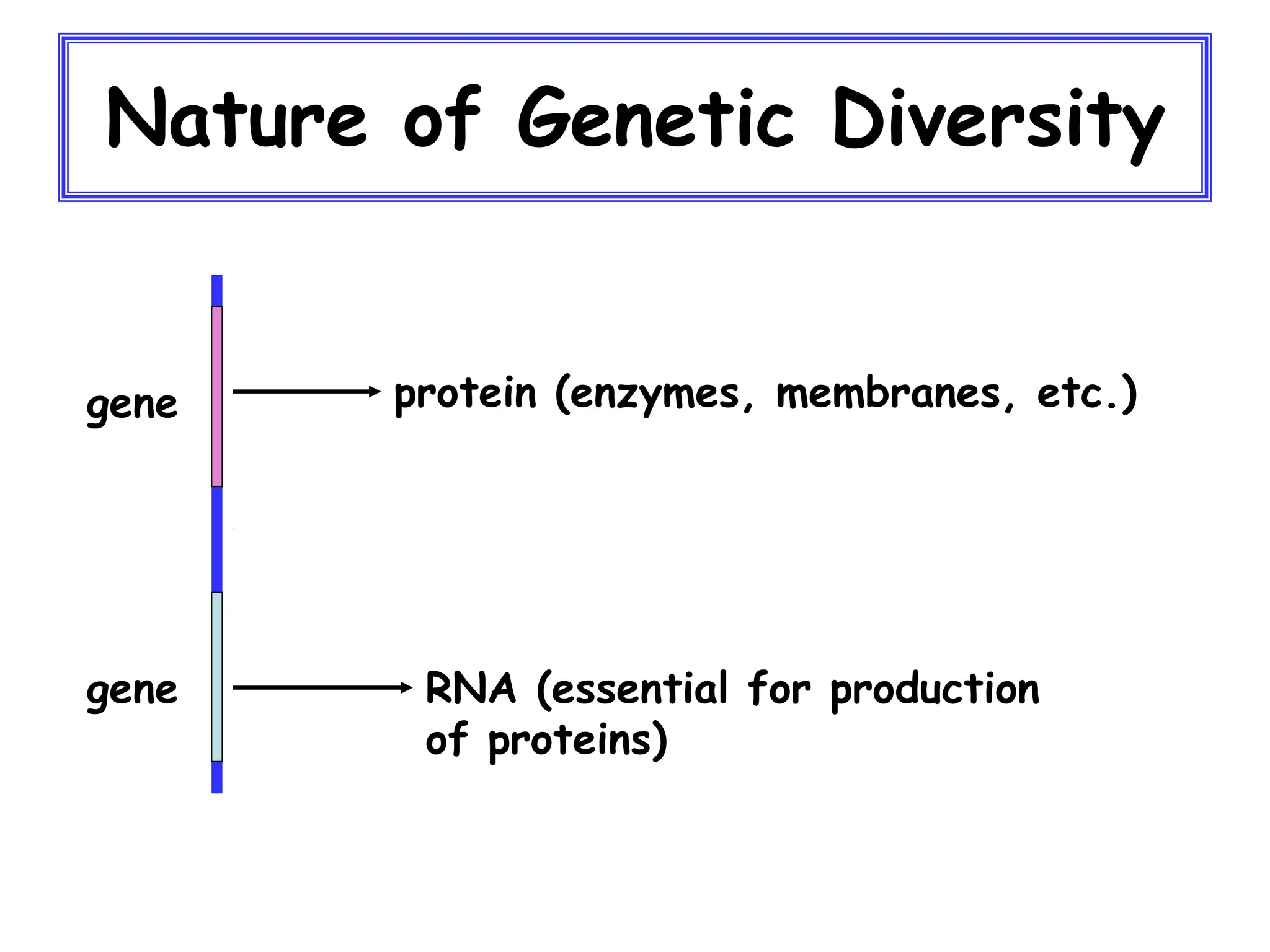 Genetic Diversity.ppt