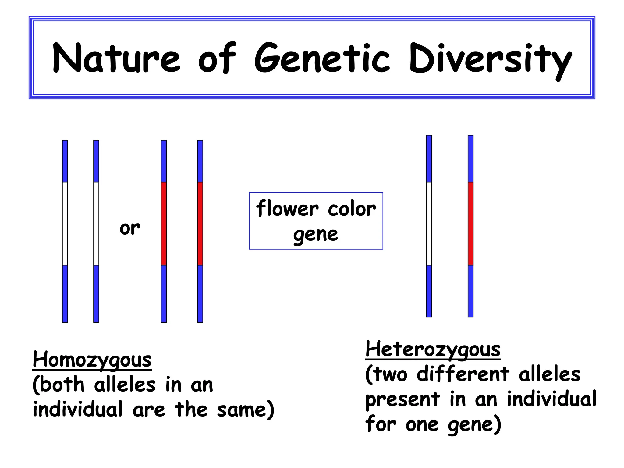 Genetic Diversity.ppt