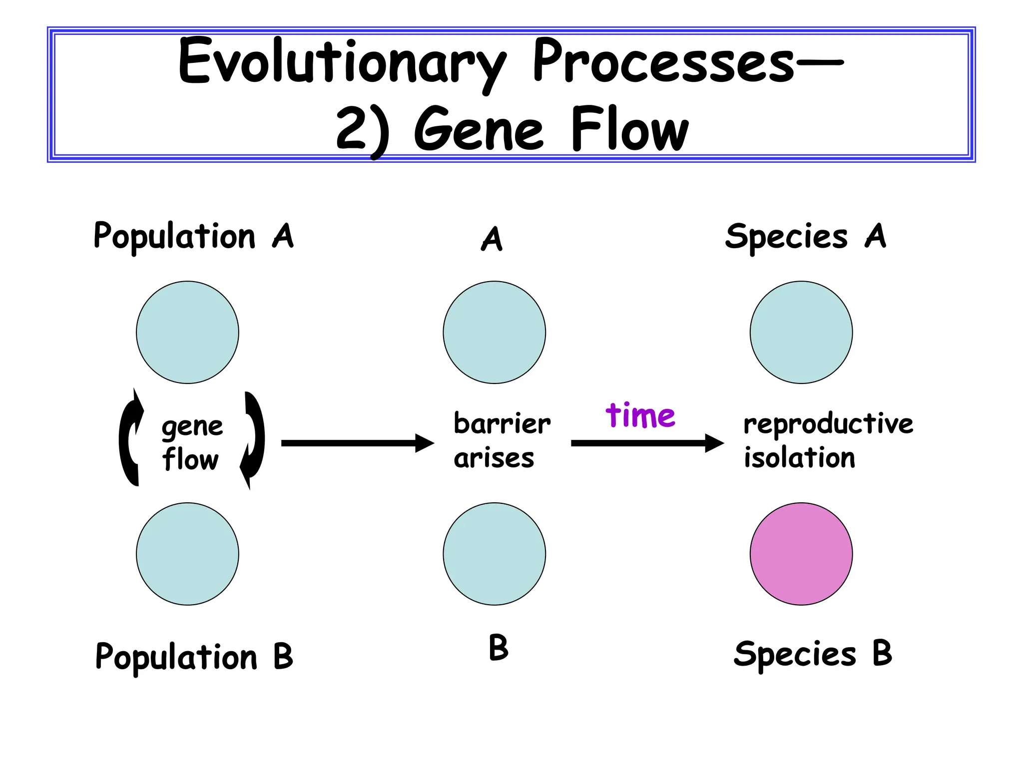 Genetic Diversity.ppt