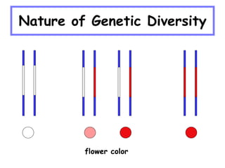 Genetic Diversity.ppt