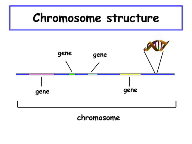 Genetic Diversity.ppt