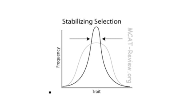 genetic diversity and mutations - selection | PPT