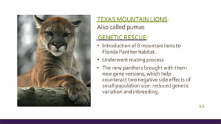 geneticdiversityinendangeredorganisms-200312211120.pptx | Free Download