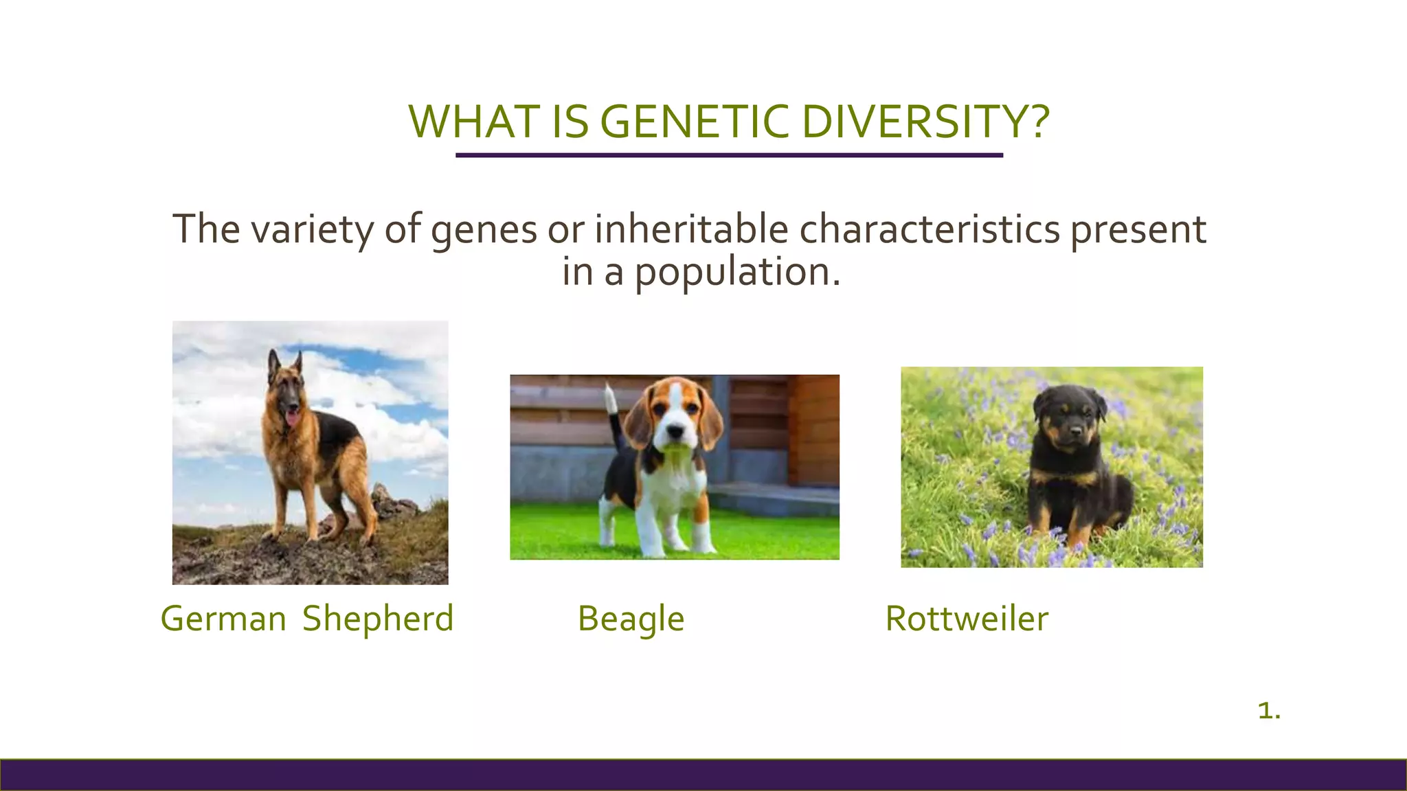 Genetic diversity in endangered organisms | PPTX