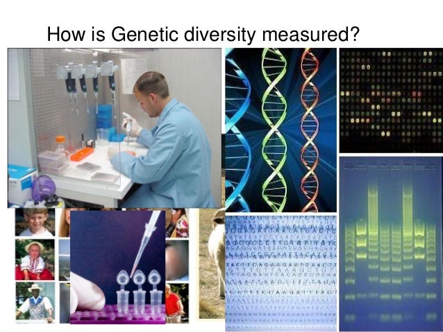 Genetic diversity lecture notes