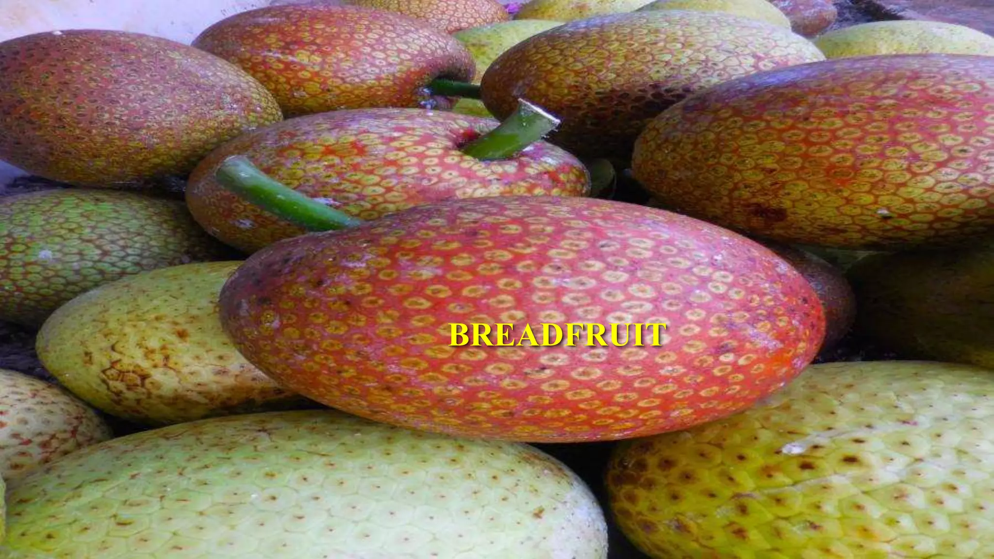 Genetic diversity of breadfruit | PPTX