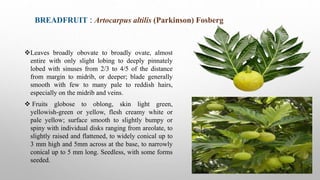 Genetic diversity of breadfruit | PPTX