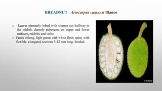 Genetic diversity of breadfruit | PPTX