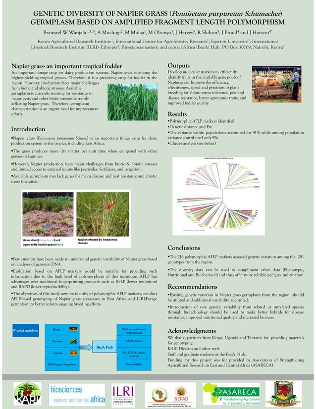 Genetic diversity of Napier Grass (Pennisetum purpureum Schumacher ...
