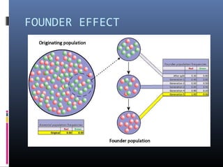 Founder Effect Diagram