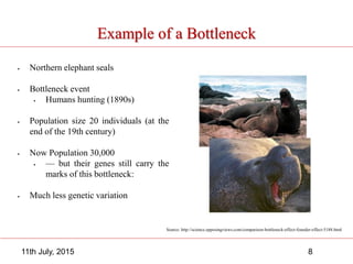 Bottleneck Effect Example