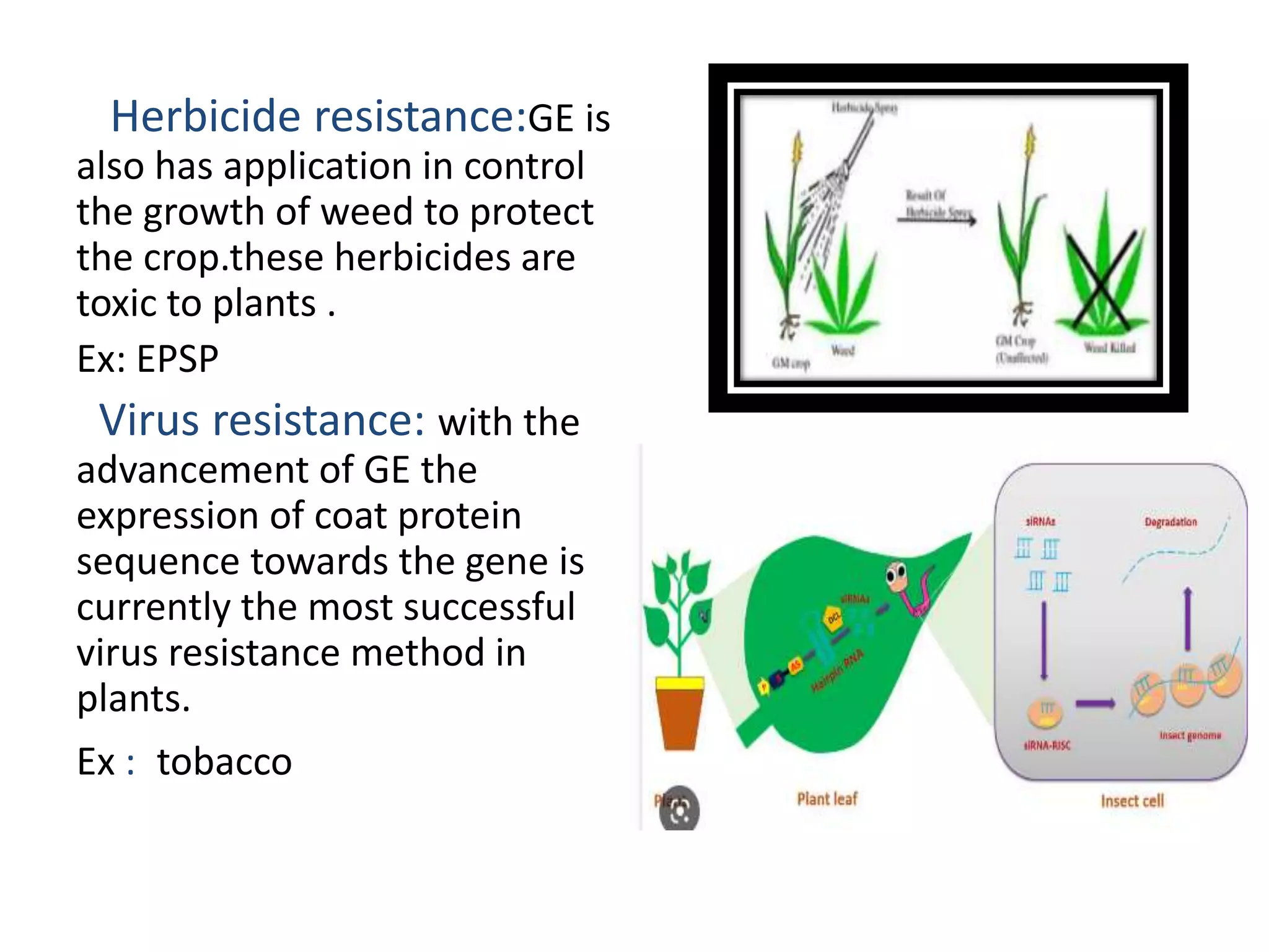 application of genetic Engineering | PPTX