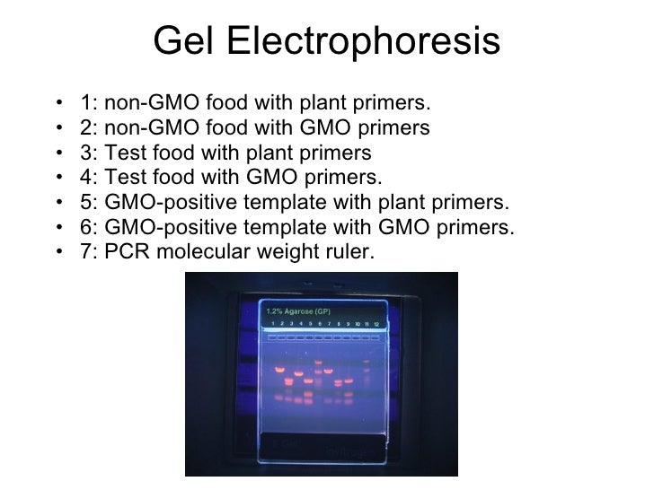 Biology - Genetic Engineering