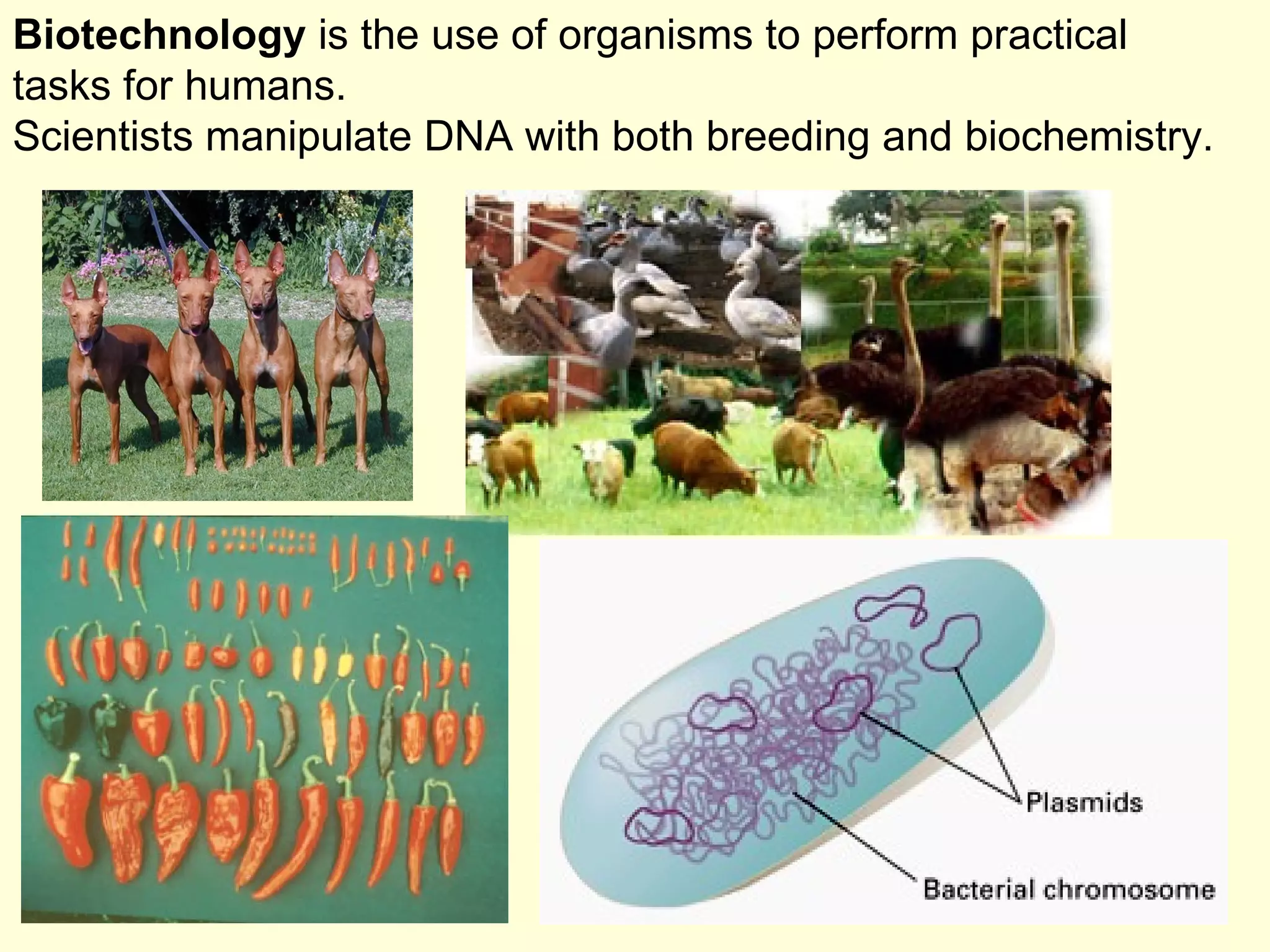 Genetic Engineering | PPT