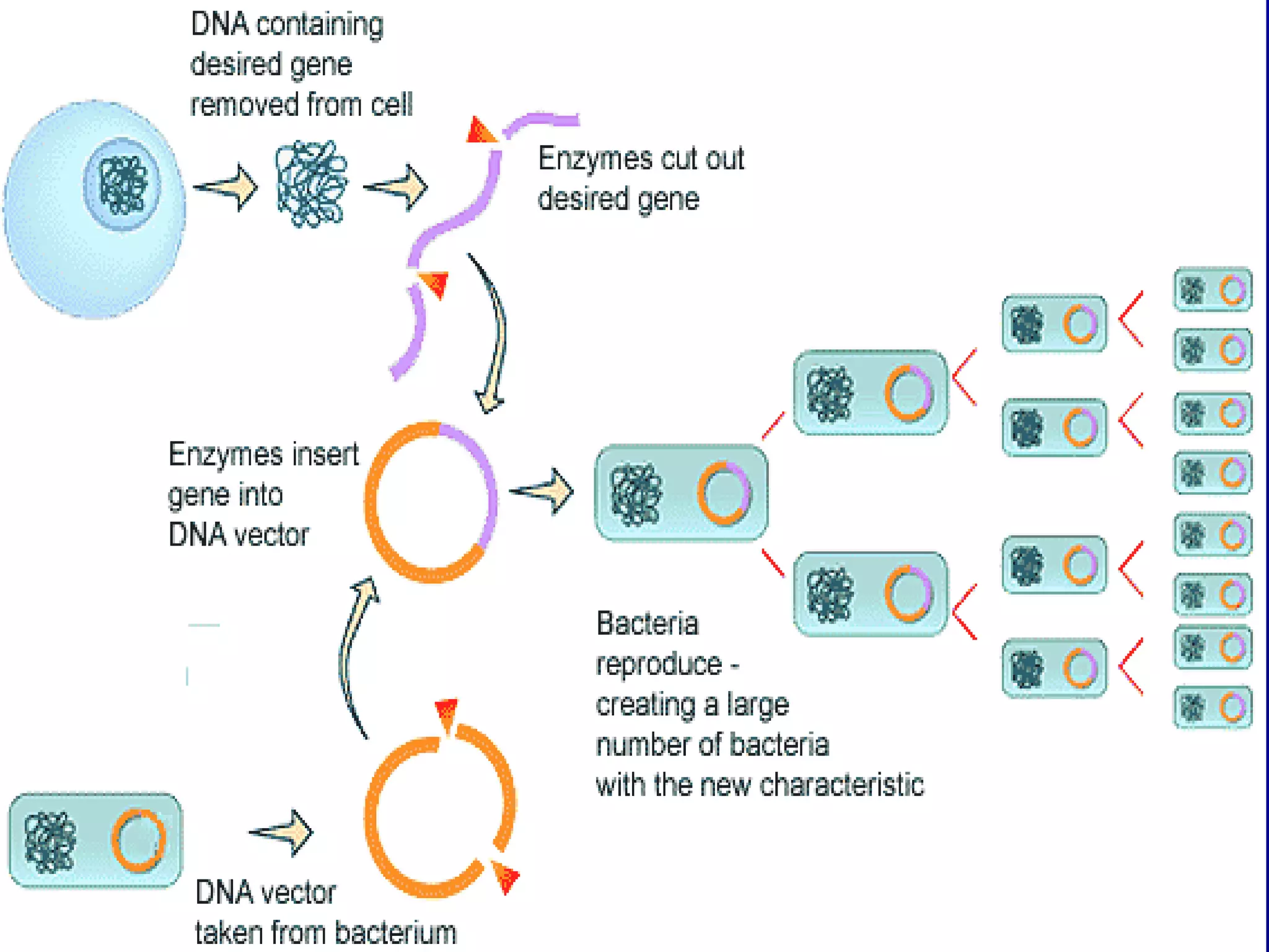 Genetic engineering | PPT