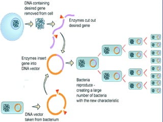 Genetic engineering | PPT