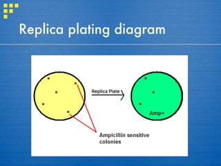 Genetic engineering | PPT