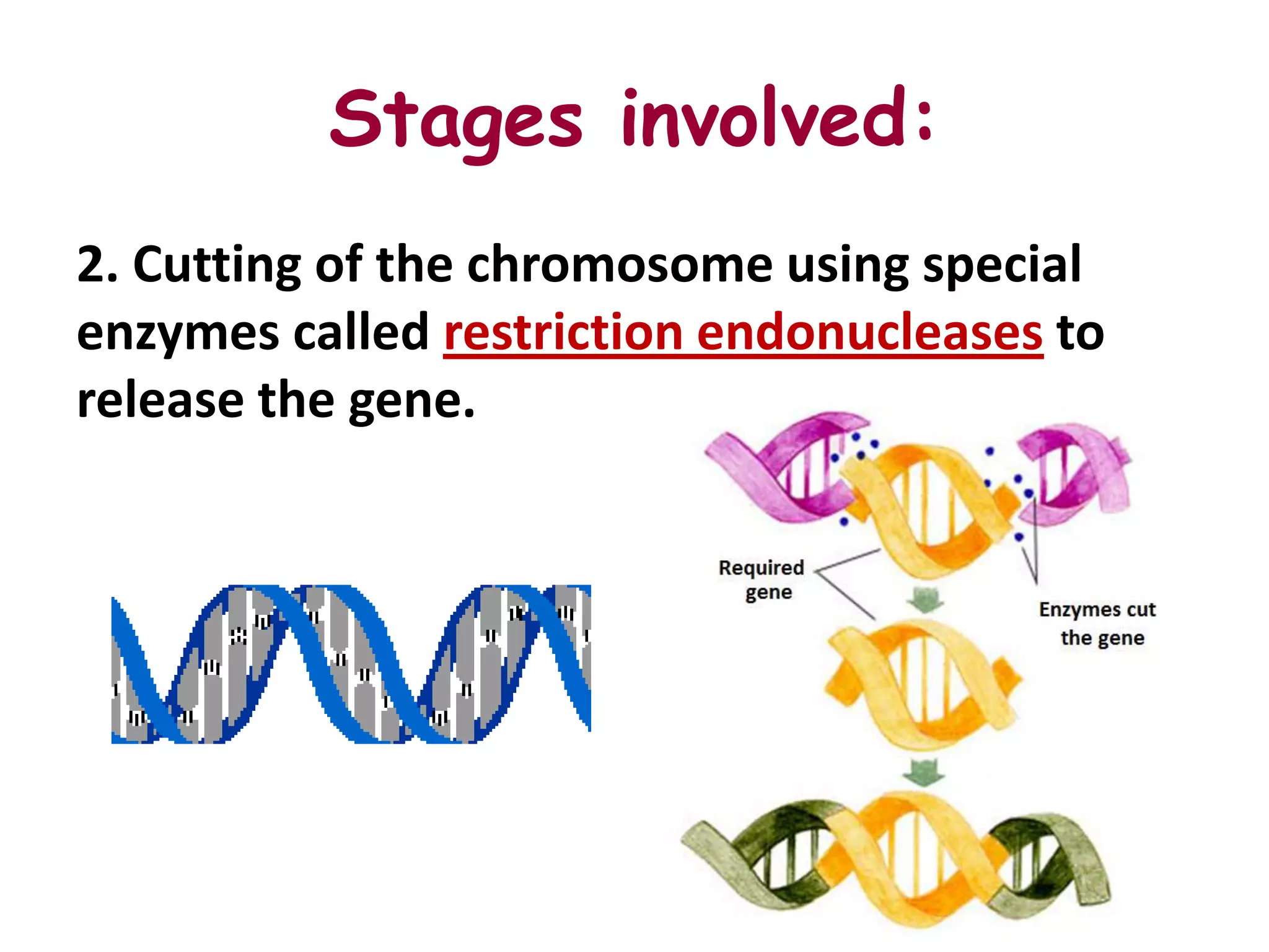Genetic engineering | PPTX