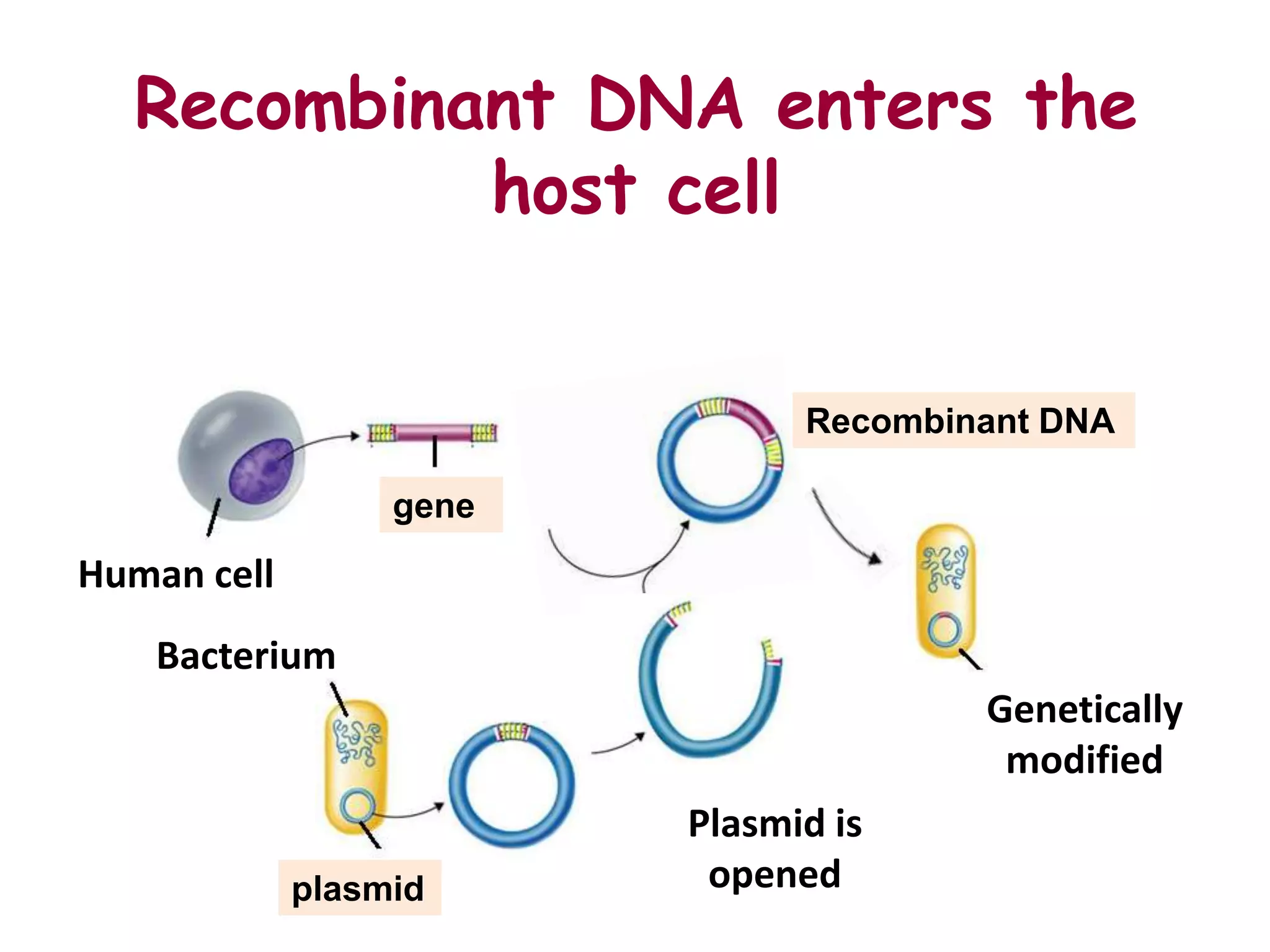 Genetic engineering | PPTX
