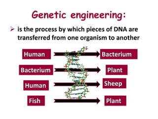 Genetic Engineering Process In Humans
