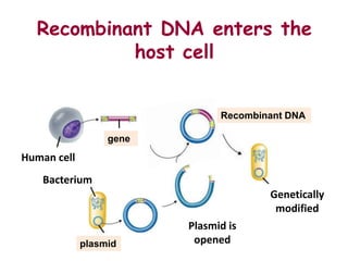 Genetic Engineering Process In Humans
