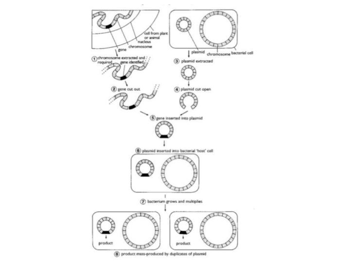 [DIAGRAM] Diagram Of Stages Of Genetic Engineering - MYDIAGRAM.ONLINE