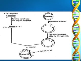 LIGATION OF DNA | PPT