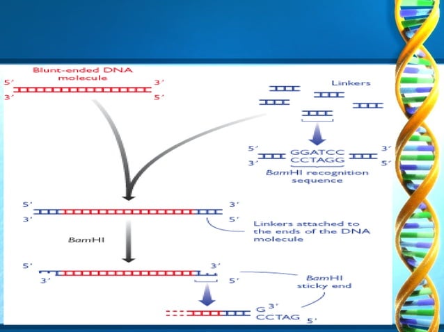 LIGATION OF DNA | PPT | Chemistry | Science