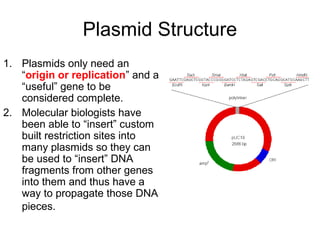 Genetic engineering | PPT