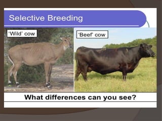 Genetic engineering-The Negative Side | PPTX