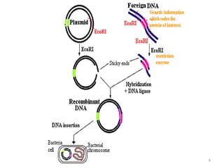 Genetic Engineering Steps