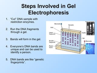Genetic engineering | PPT