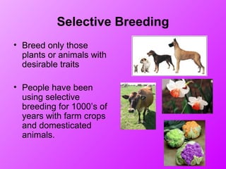 Genetic engineering | PPT