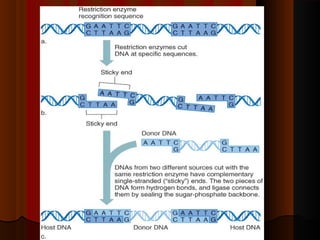Genetic engineering | PPT