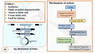 Genetic engineering | PPT