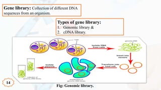 Genetic engineering | PPT