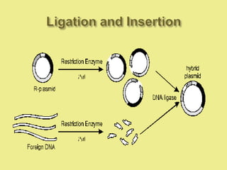 Genetic engineering overview | PPTX