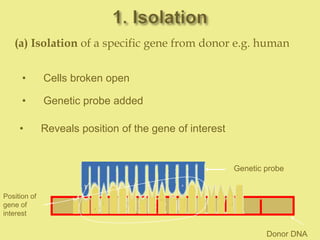 Human Genetic Engineering Graph