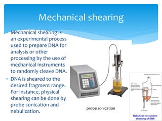 Genetic engineering | PDF
