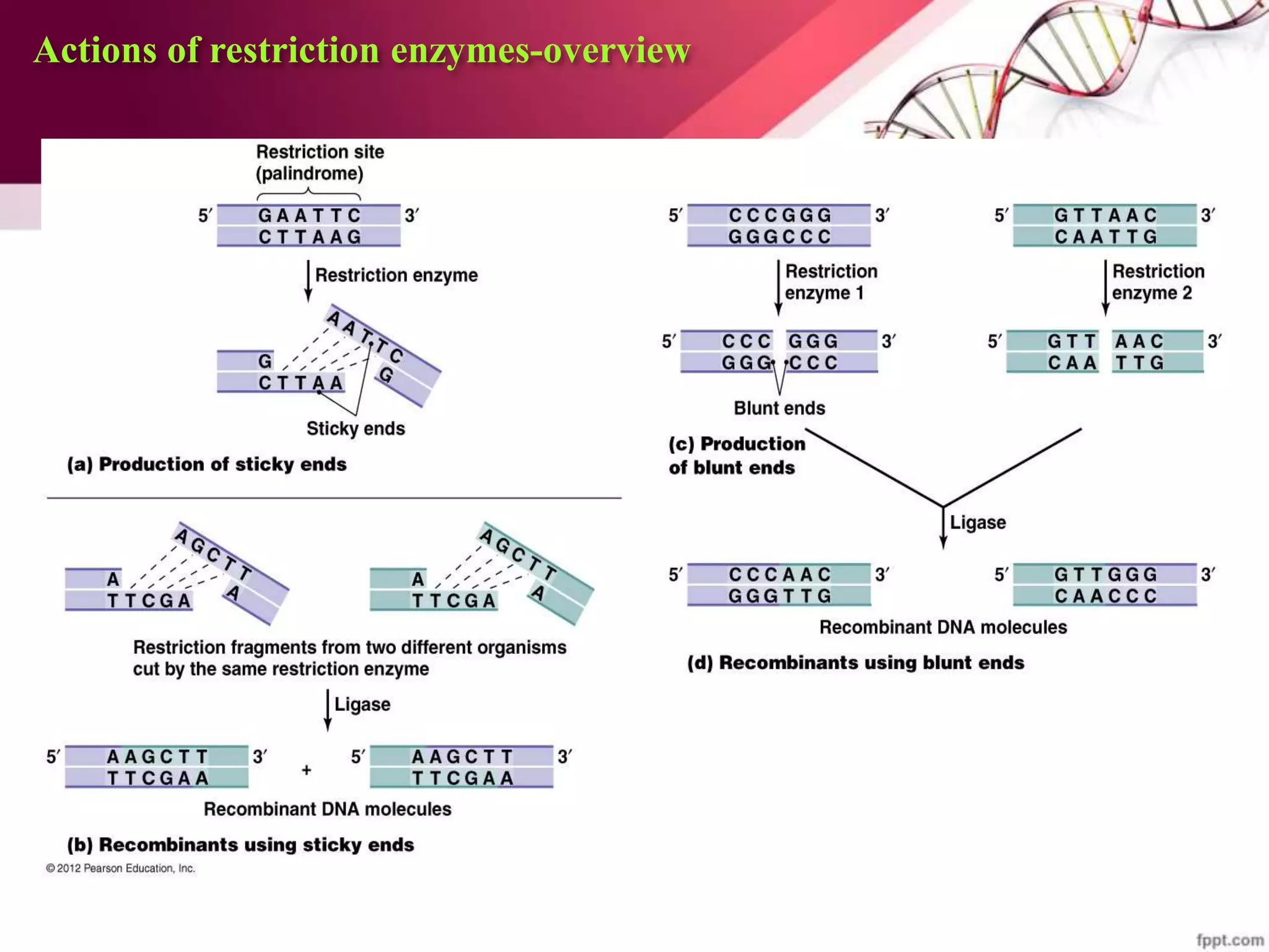 Genetic Engineering | PPTX