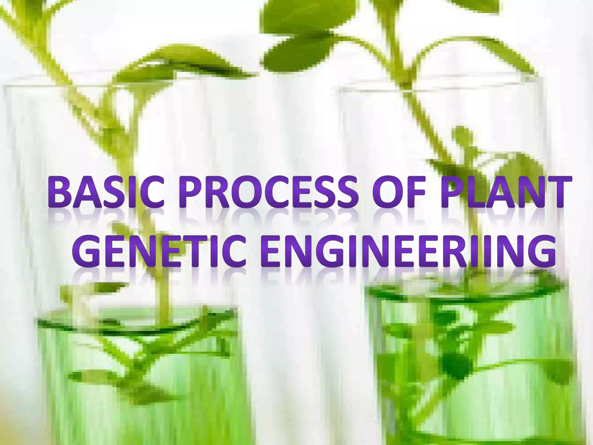 Plant Genetic engineering ,Basic steps ,Advantages and disadvantages | PPTX