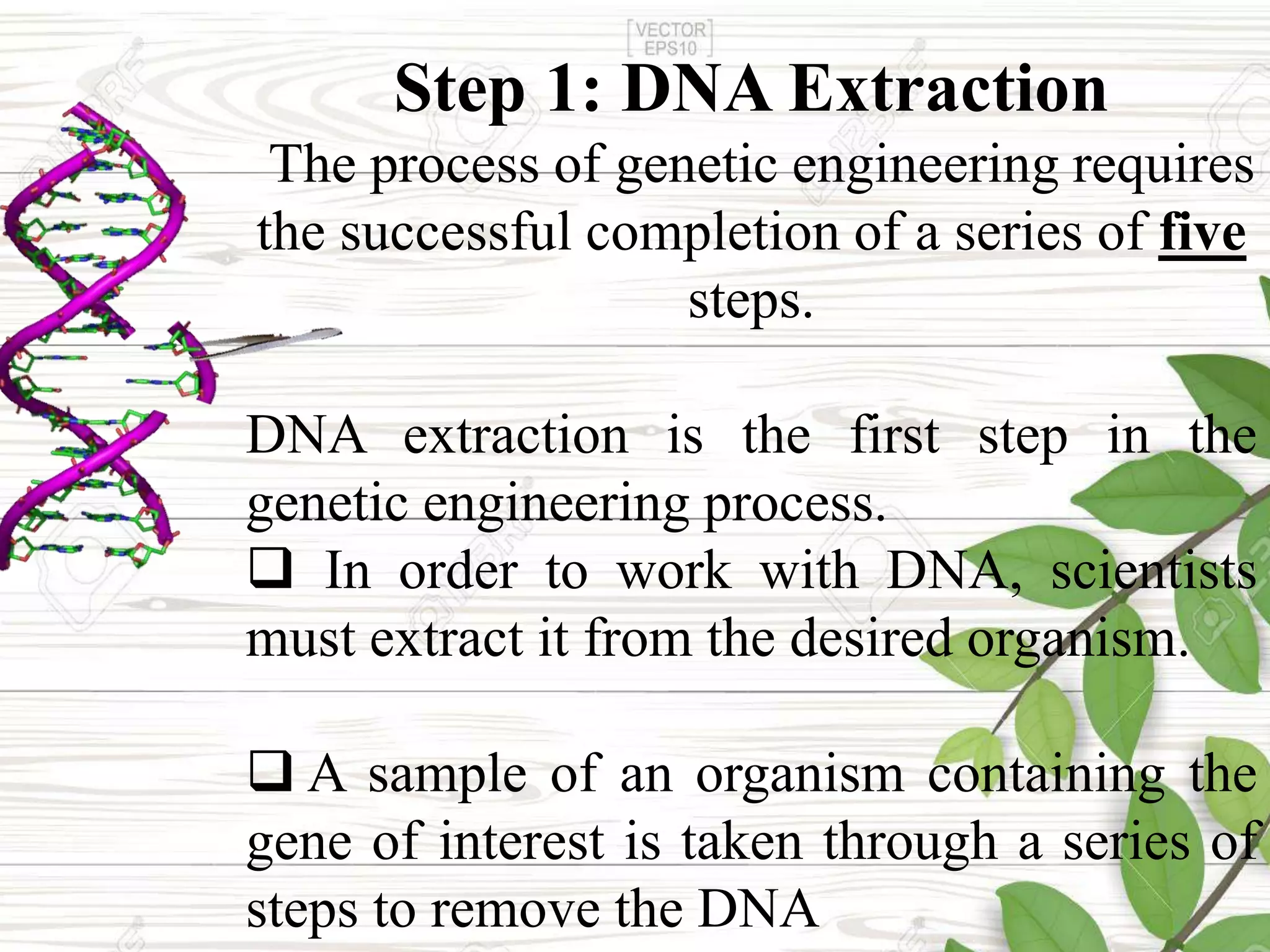 Plant Genetic engineering ,Basic steps ,Advantages and disadvantages | PPTX
