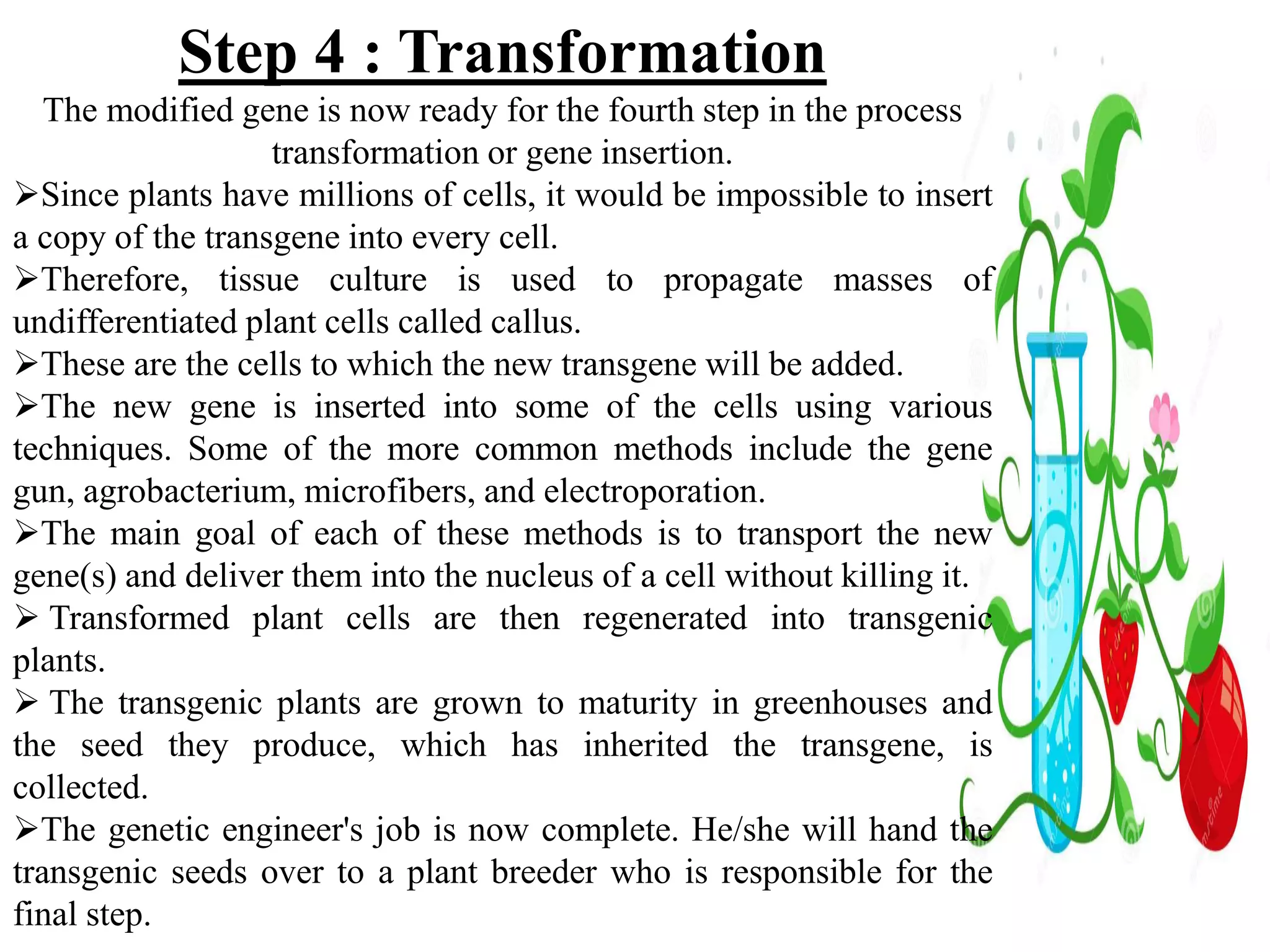Plant Genetic engineering ,Basic steps ,Advantages and disadvantages | PPTX