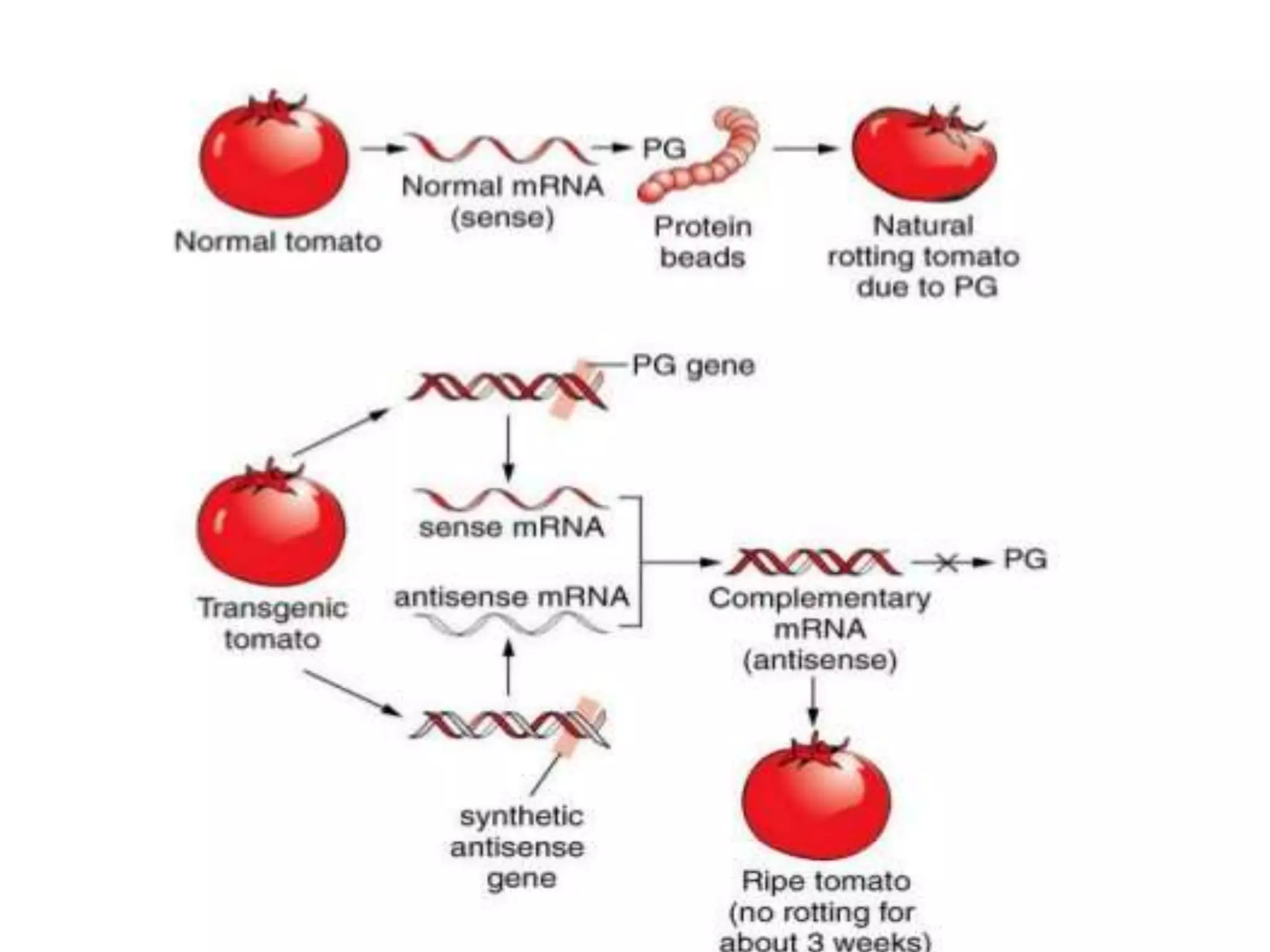 Plant Genetic engineering ,Basic steps ,Advantages and disadvantages | PPTX