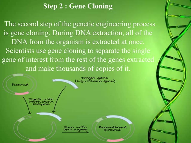 Plant Genetic engineering ,Basic steps ,Advantages and disadvantages ...