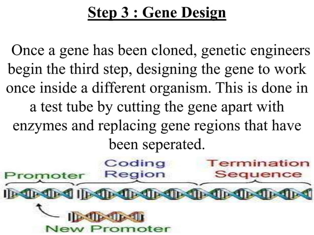 Plant Genetic engineering ,Basic steps ,Advantages and disadvantages | PPT