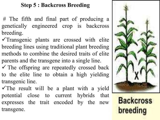 Plant Genetic engineering ,Basic steps ,Advantages and disadvantages ...