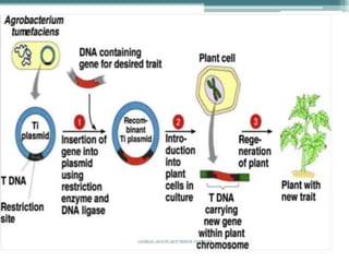 Plant Genetic Engineering Diagram