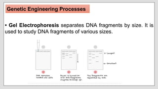 Genetic Engineering.pptx